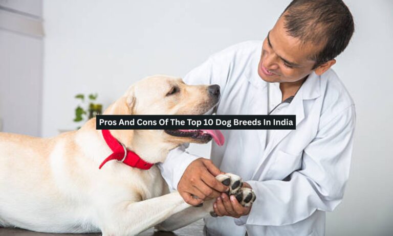 Pros And Cons Of The Top 10 Dog Breeds In India - Big Small Pet